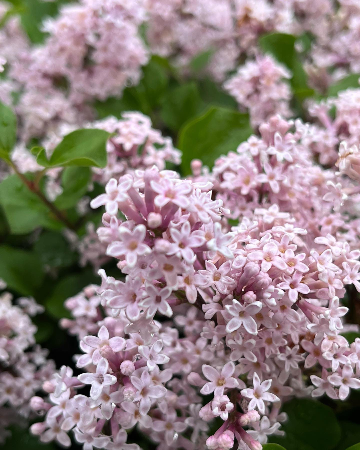 Lilacs & Lemon Tarts | Princess Aesthetic Accessories – LilacsandLemonTarts